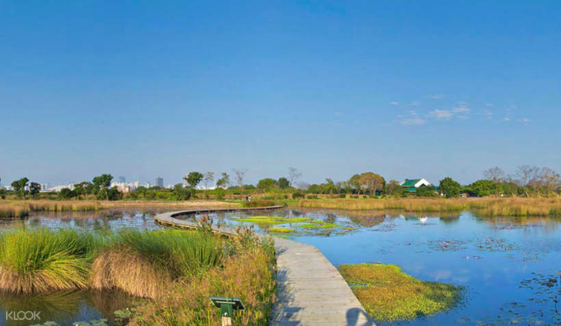 Hong Kong Mai Po Nature Reserve Eco Tour - Klook US