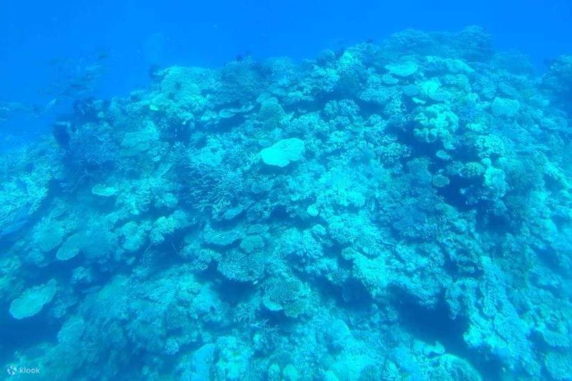 Great Barrier Reef Adventure from Cairns - Klook