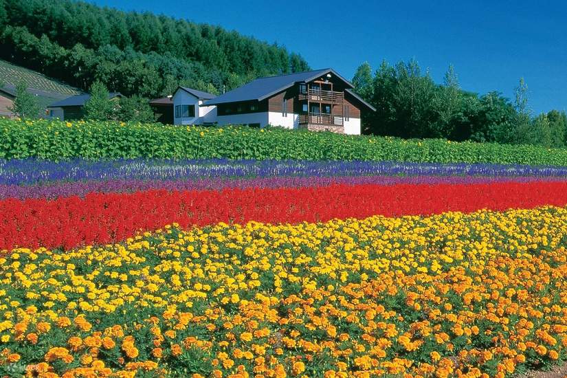 Shirogane Blue Pond, Shikisai no Oka, and Farm Tomita One Day Bus Tour ...