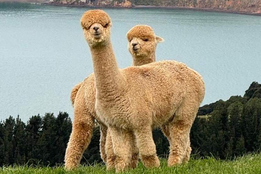 Nature Cruise & Alpaca Farm Tour - Klook