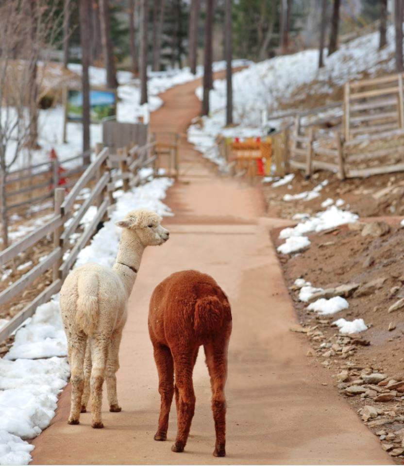 Nami Island, Alpaca Pasture & The Garden of Morning Calm Tour - Klook ...