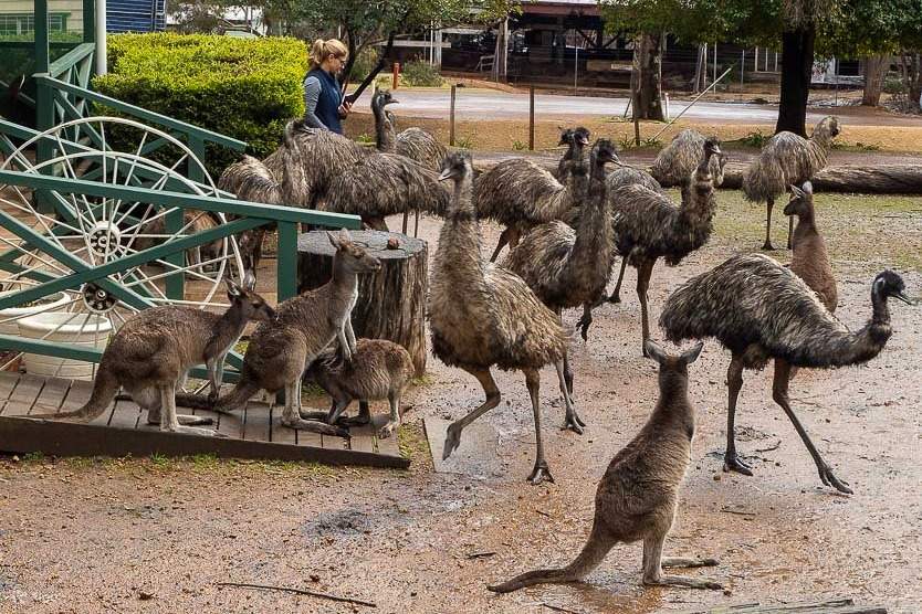 4 Day Pink Lake, Kalbari and South West Ultimate WA Tour - Klook Singapore