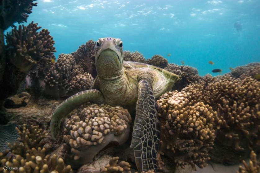 3-Hour Turtle Eco Tour in Coral Bay - Klook