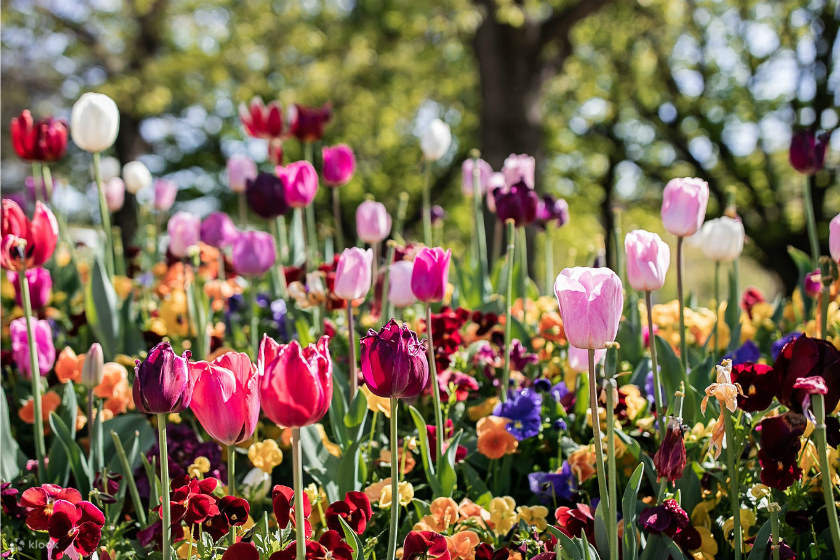 Excursion d'une journée au festival des fleurs de Canberra Floriade au ...