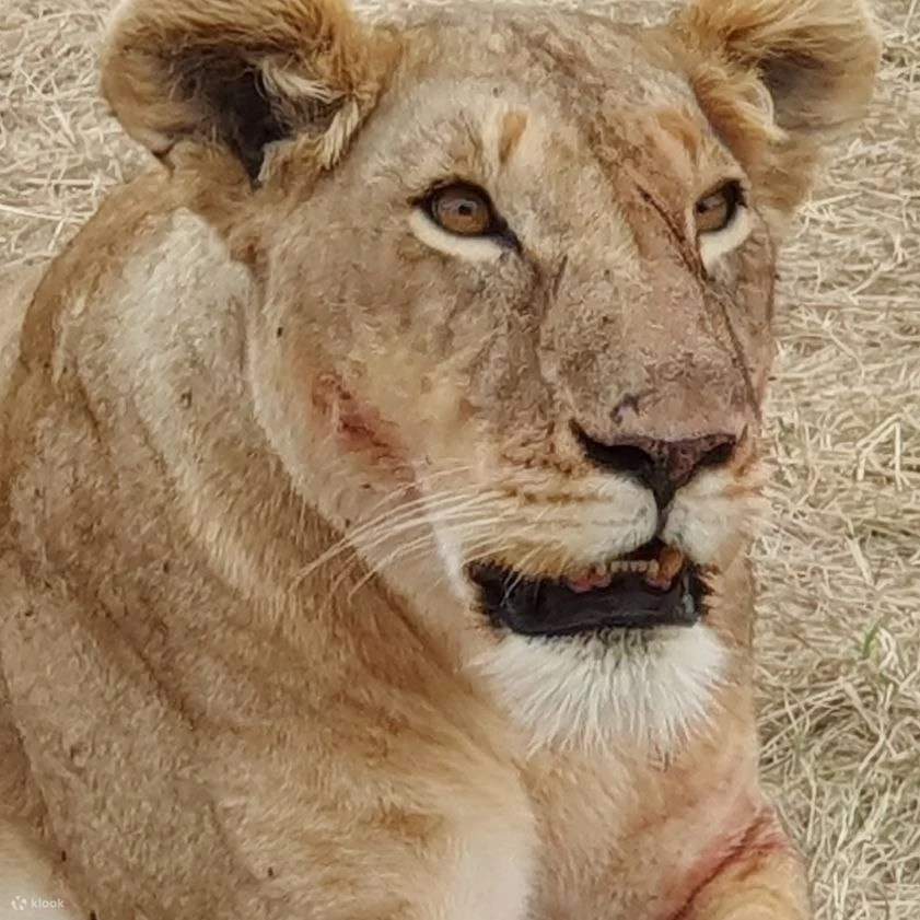 The Ultimate Masai Mara Safari Experience: 4-Day Big Five Adventure ...