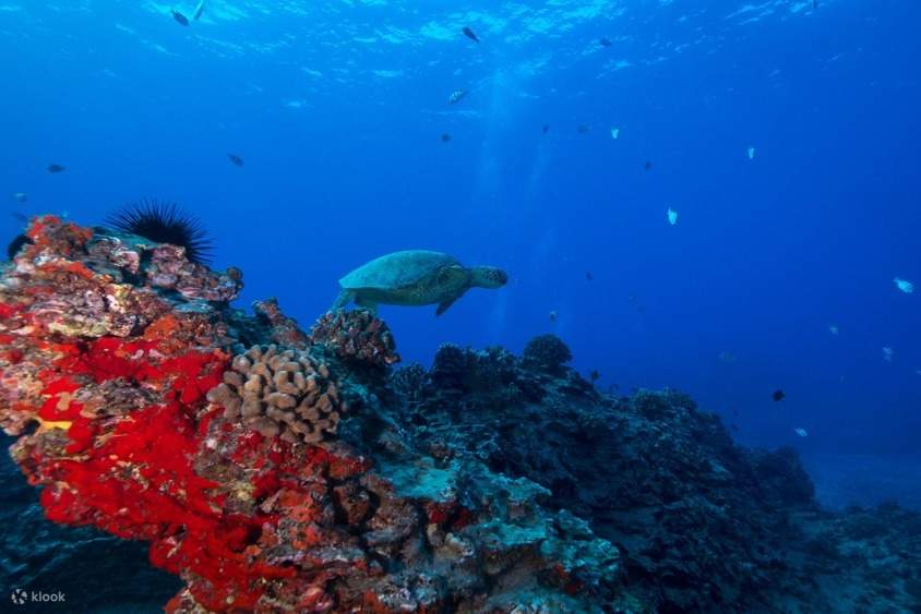 3 Days Wreck Diving Tour in Oahu - Klook Singapore