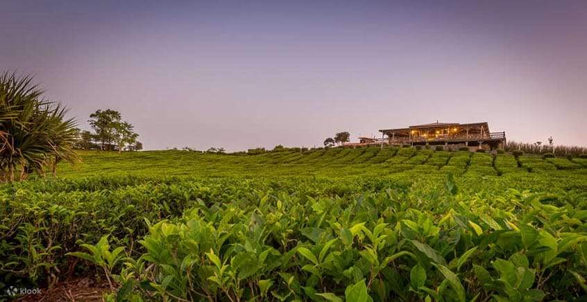 Discover Mauritius: The Tea, Rum, and Vanilla Route with Lunch and Pick ...