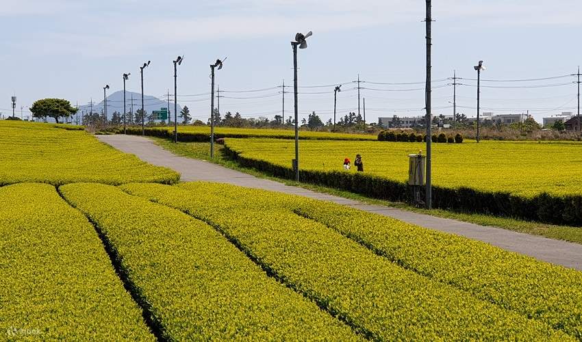 濟州島西部一日遊 Klook 客路