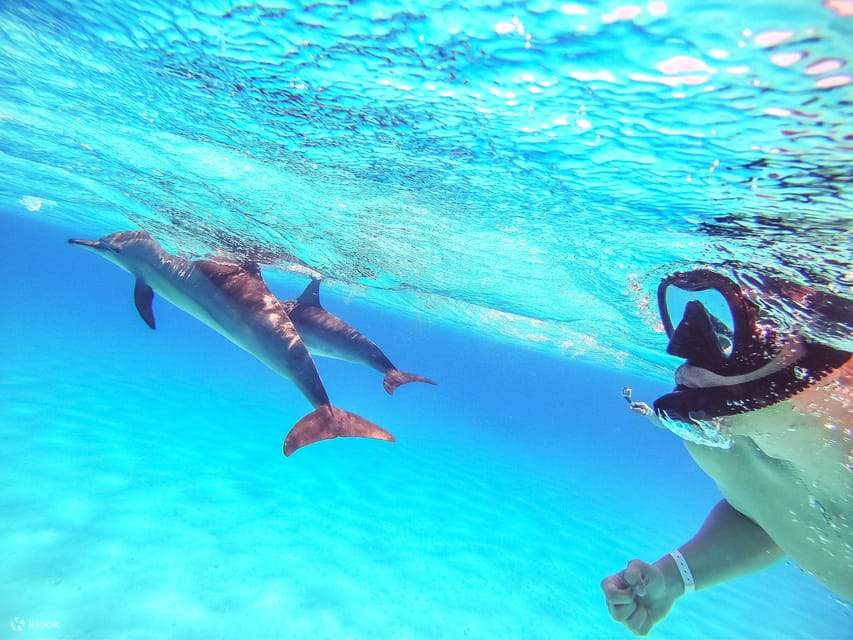 Swim with Dolphins & Snorkeling in Hurghada – Boat Trip & Lunch - Klook ...