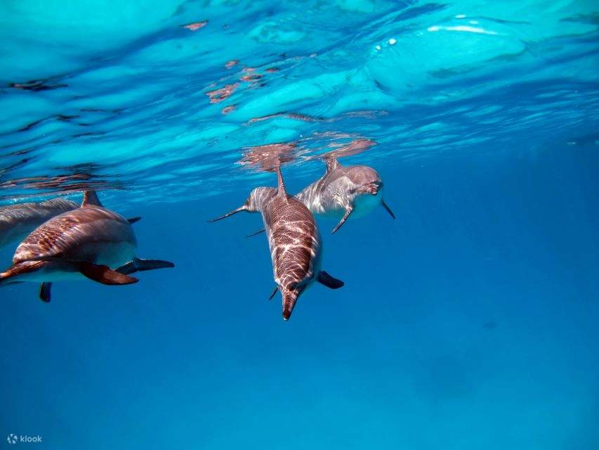 Exclusive Dolphin Watching Experience: Private Yacht & Island Tour in ...