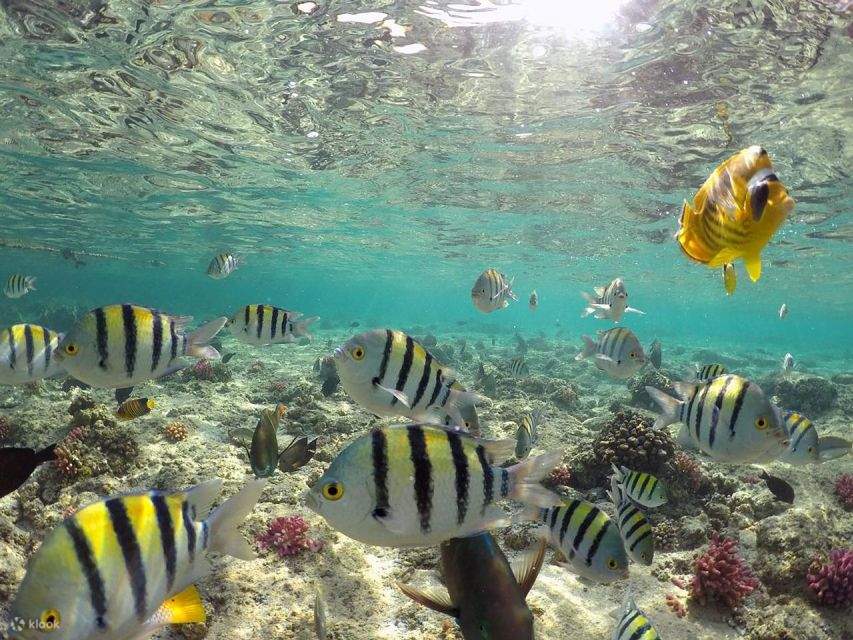艾爾古納的冒險：奧蘭治島浮潛和帆傘之旅 Klook香港