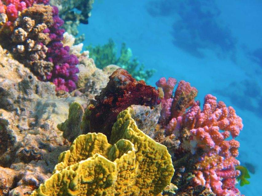 Discover the Majestic Dolphins of the Red Sea: Hurghada Dolphin ...