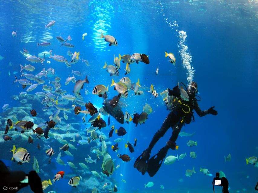 Panoramic Glass Bottom Boat Experience in Sharm El Sheikh - Klook