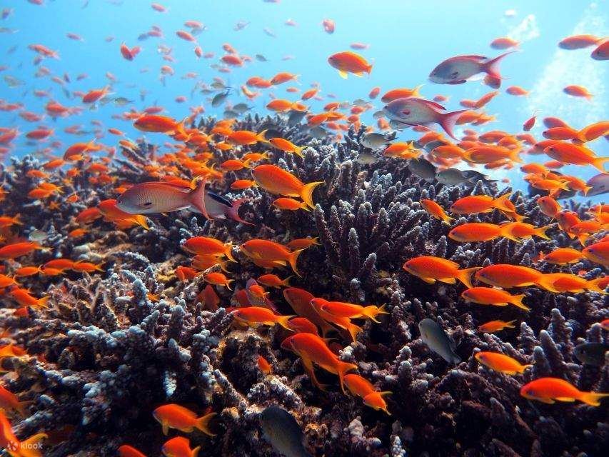 Explore the Beauty of Dahab and Canyon on an Overnight Safari from ...