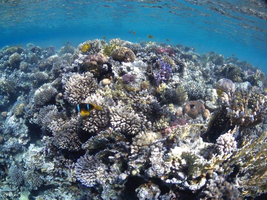 探索红海:从索马湾和马卡迪出发的沙姆沙伊赫纳加浮潜之旅 Klook客路