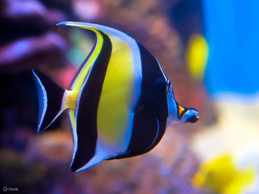 Panoramic Glass Bottom Boat Experience in Sharm El Sheikh - Klook