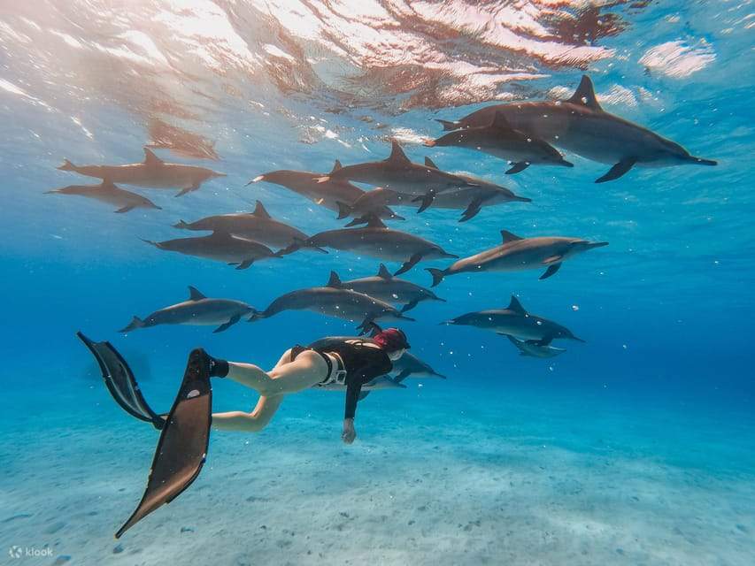 Hurghada: Dolphin Watching Boat Tour with Snorkeling & Lunch - Klook ...