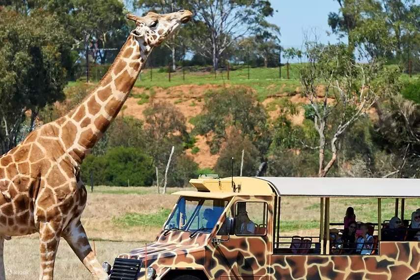 Werribee Open Range Zoo & Werribee Mansion Tour from Melbourne - Klook ...