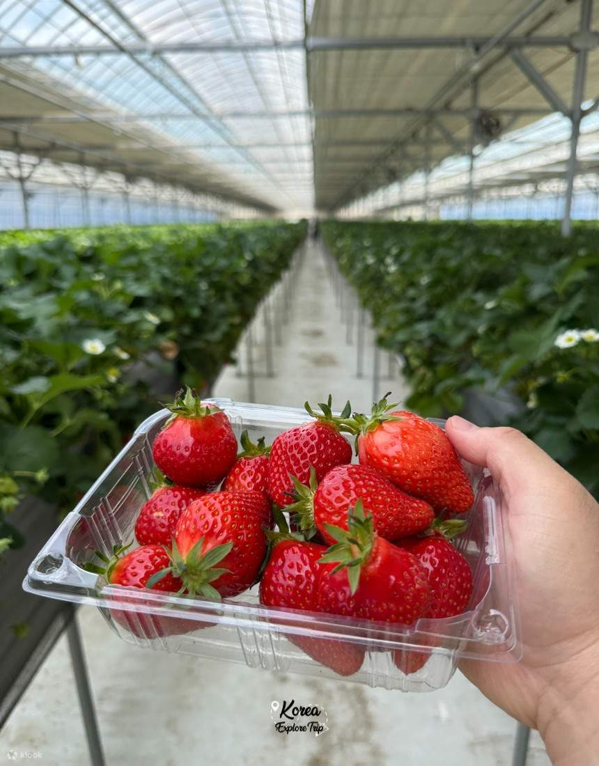 Cultural Countryside Day Tour from Daegu - Klook