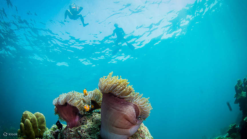 Explore Koh Tao Snorkel Tour in Koh Samui with PADI 5 Star Dive Center ...