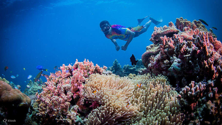 Explore Koh Tao Snorkel Tour in Koh Samui with PADI 5 Star Dive Center ...