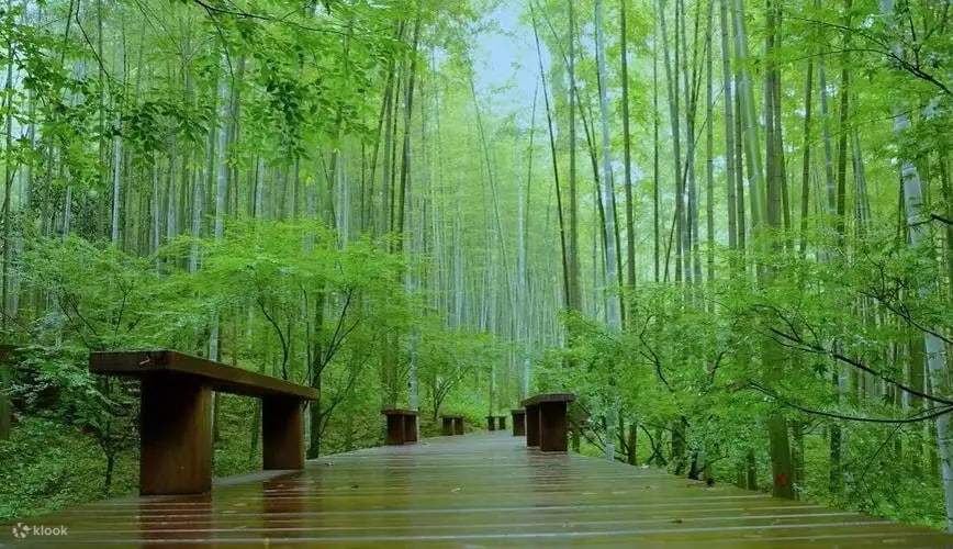 Hangzhou Lingyin Temple, Meijiawu, Yunxi Bamboo Trail Private Guide Day ...