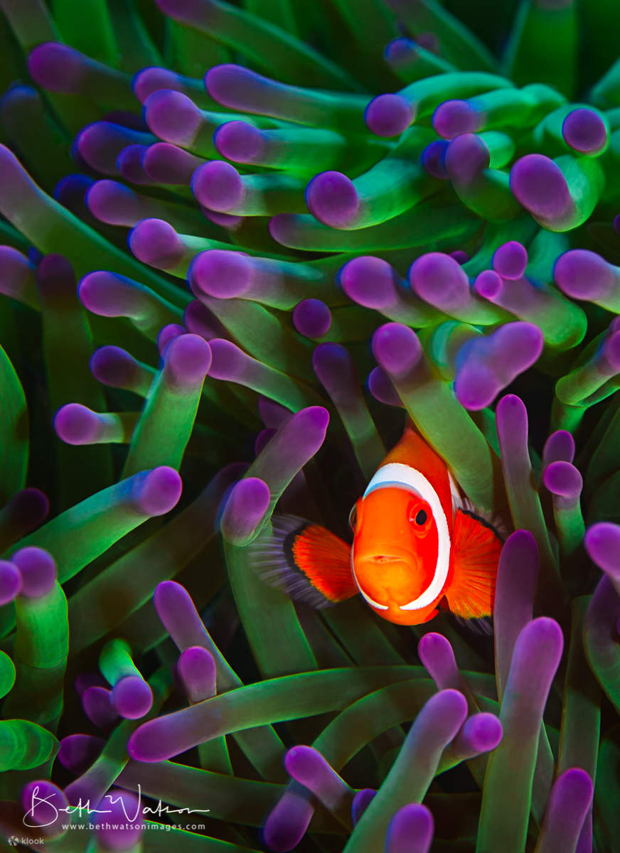 Dive Into Adventure: Discover Scuba Diving in Puerto Galera with PADI 5 ...
