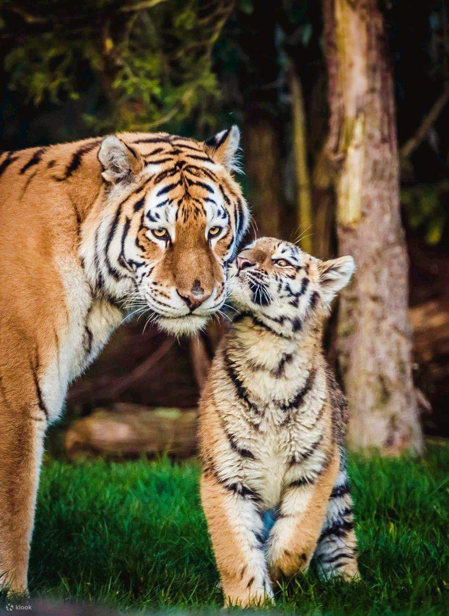 Yunnan Wildlife Park - Klook Philippines
