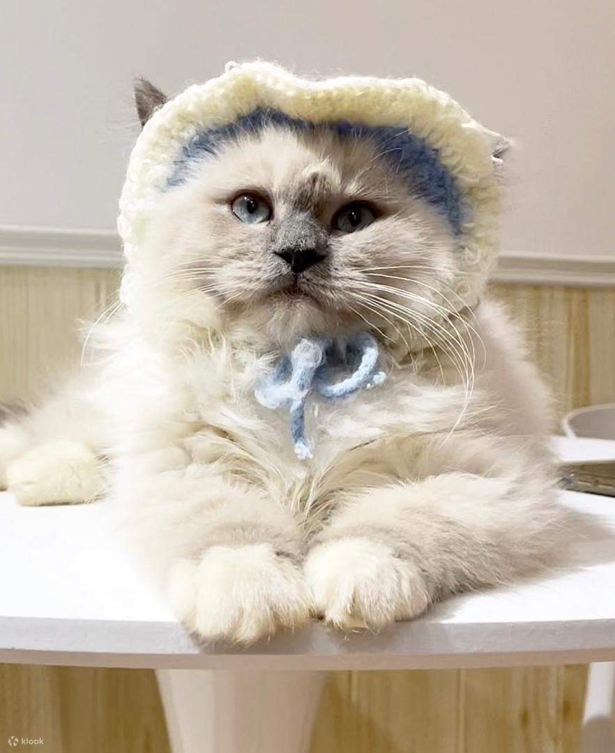 Kafe Kucing Jepang Zenzoo - Klook Indonesia