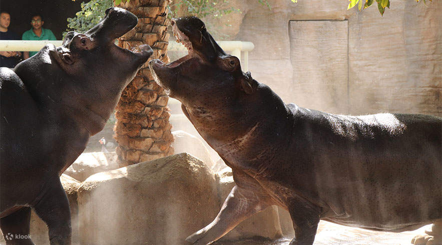 Emirates Park Zoo Ticket - Klook États-Unis