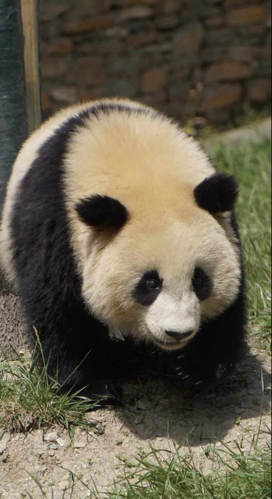 Panda Volunteer - Klook Australia