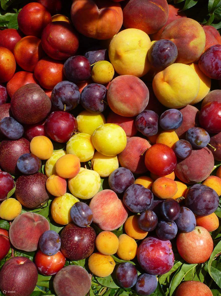 1-Hour Melbourne's Yarra Valley Orchard Tour - Klook Singapore