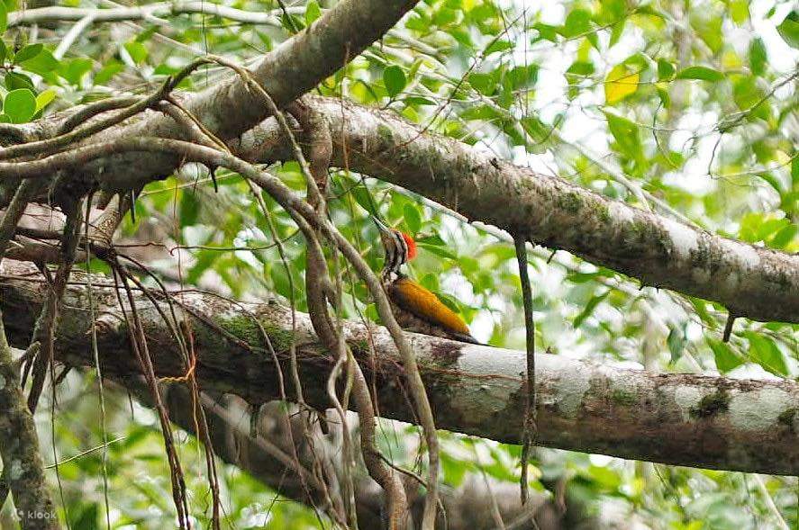 Khao Lak's Little Amazon, Kayak, Trek, and Waterfall Day Trip - Klook ...