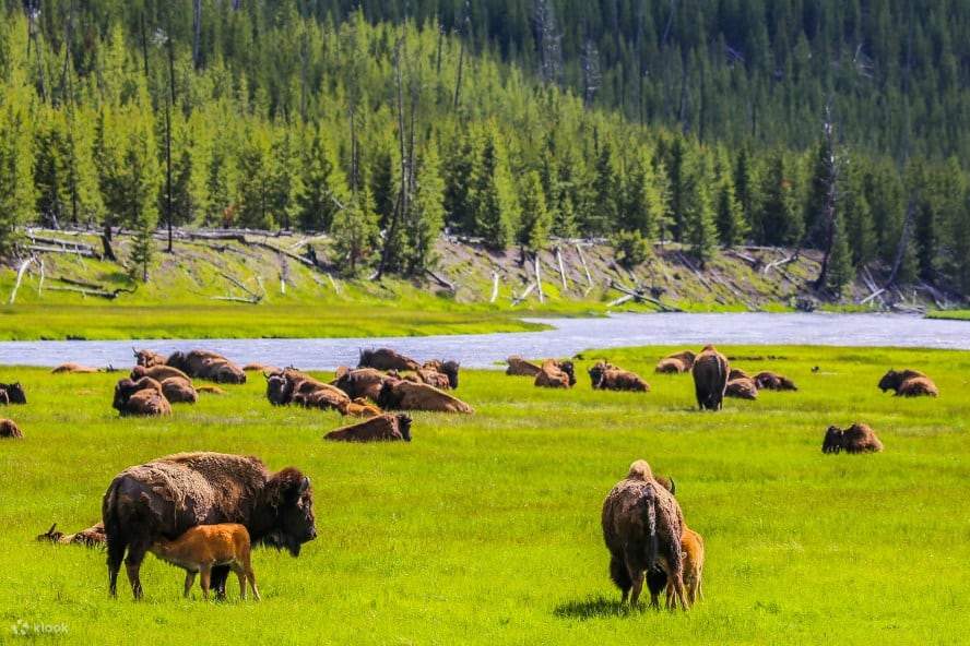 1 Day Yellowstone Park Northern Loop Boutique Tour from Montana - Klook ...