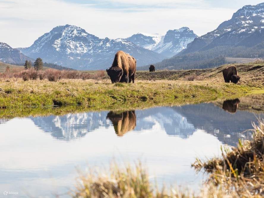 Yellowstone Wildlife Tour - Klook Philippines