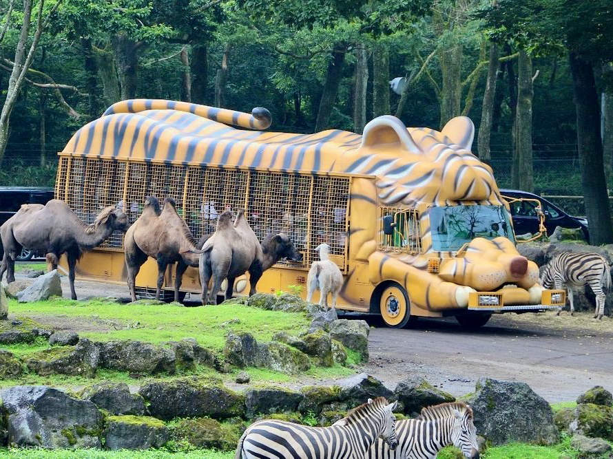 Family Trip: FUJI SAFARI PARK & Oshino Hakkai & Oishi Park Day Trip ...
