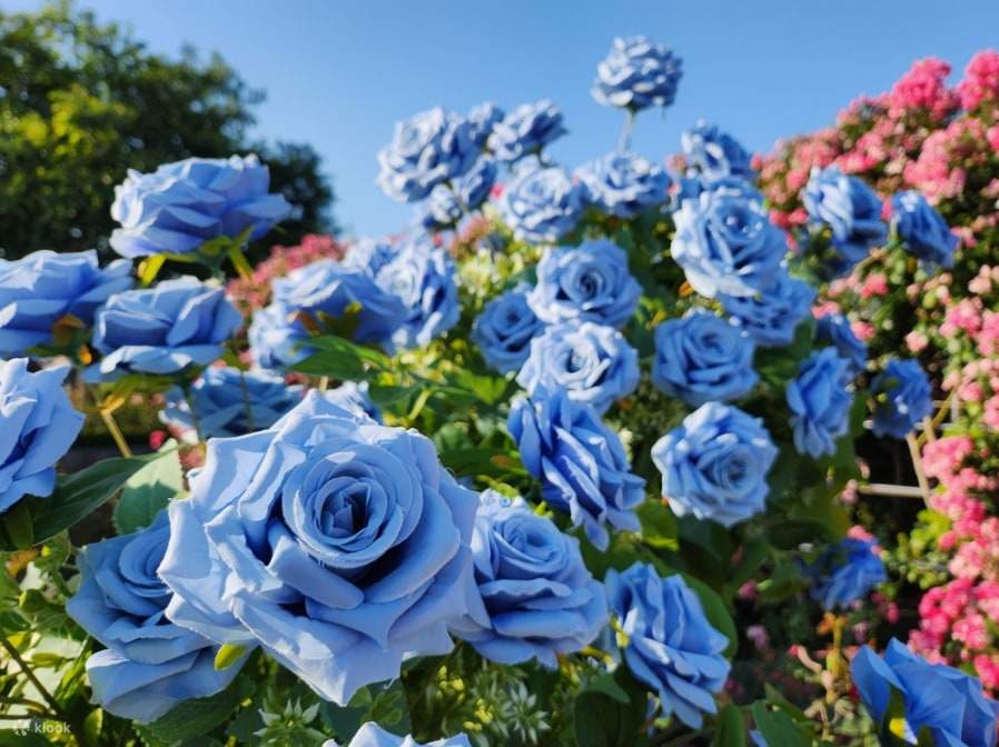 Samcheok Maengbang Canola Flower&Ocean rail bike+Donghae Day Tour ...