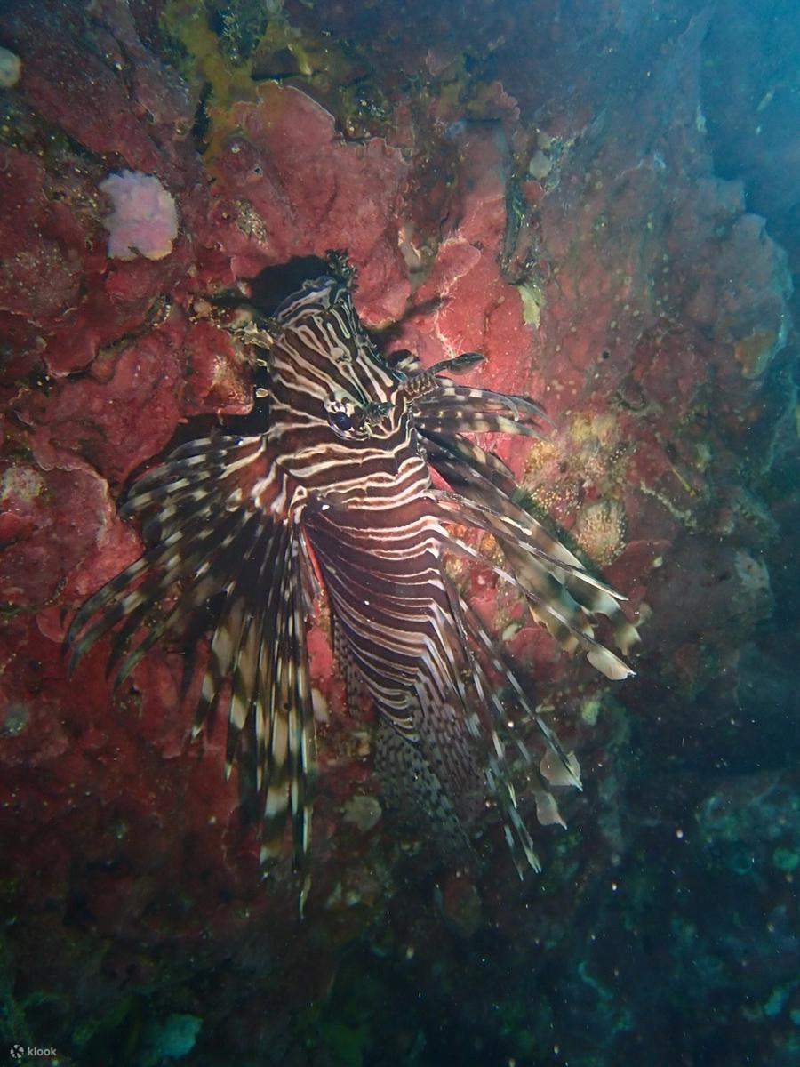 Join In Cat Island Phuket Scuba Diving, Snorkeling Half Day in Phuket ...