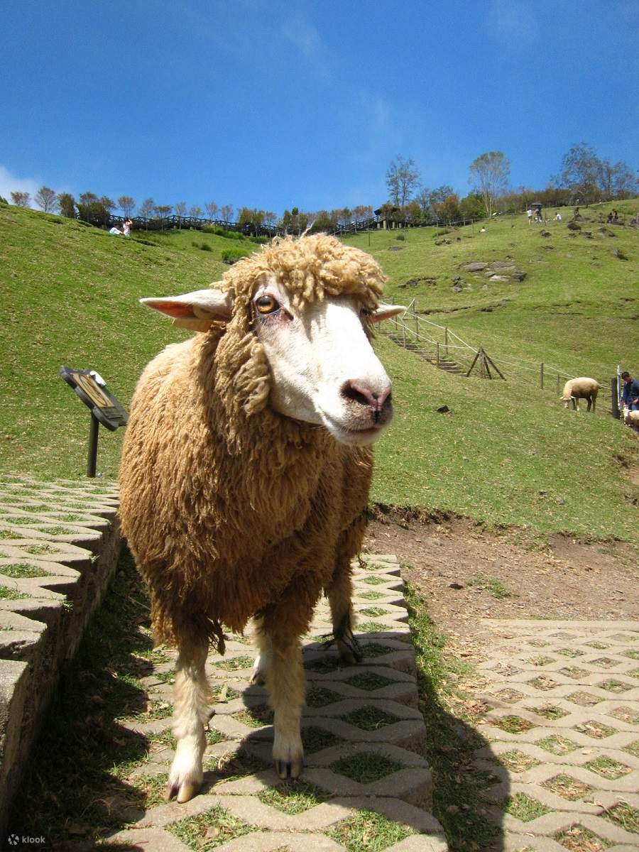 Cingjing Farm 2 & 3 Days Tour (Departing from Taichung) - Klook Australia