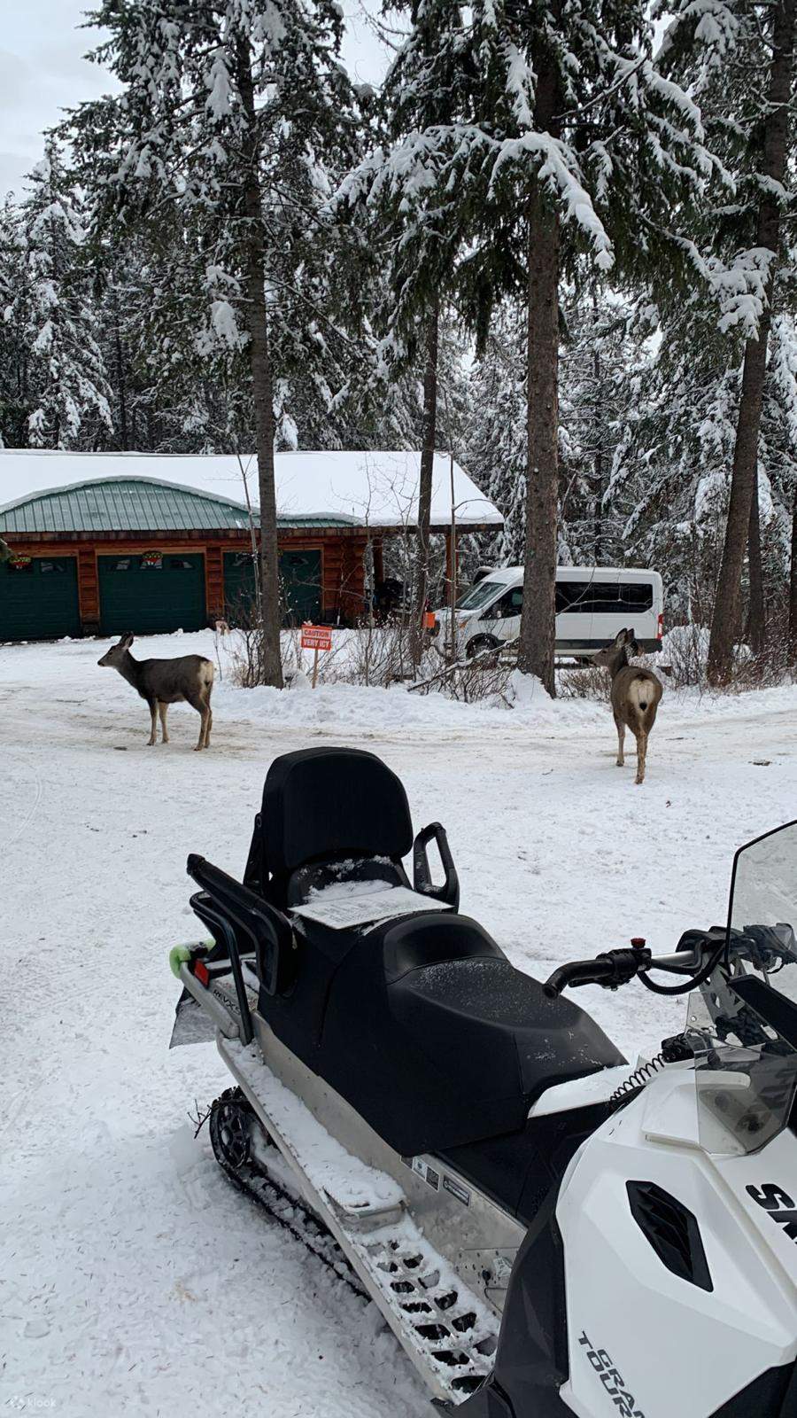 Snowmobile Riding Adventure in Golden town Canada tour - Klook