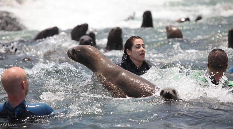 Experience Palomino Islands Swimming with Sea Lions from Lima - Klook