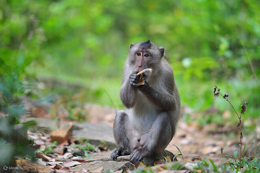 Wandern im Con Dao Nationalpark - Klook, Vereinigte Staaten