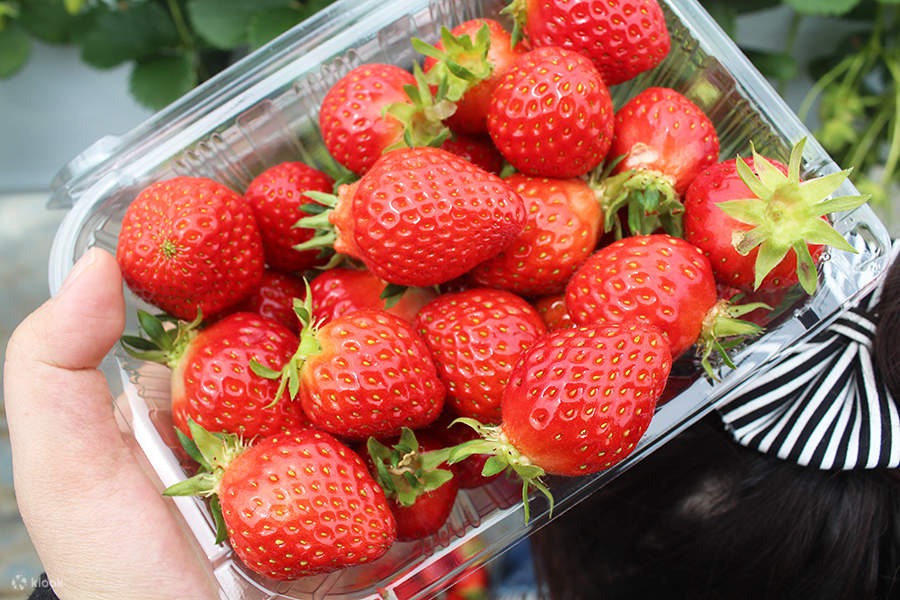 Eobi Ice / sledding / Strawberry / Morning Calm(Starlight) Day Tour - Klook