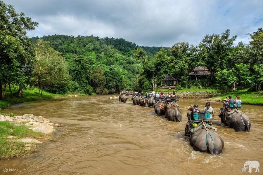 Chiang Mai: Hug Chang Maetaeng Elephant Park with Private Transfer ...