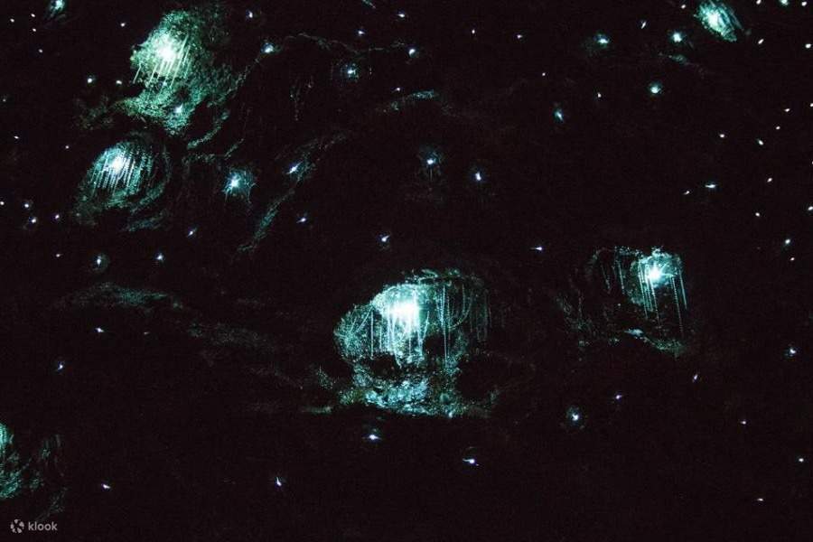 Gold Coast Glow Worm Night Tour with Chinese-Speaking Guide - Klook ...