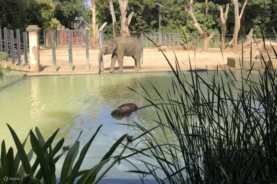 Melbourne Zoo Ticket - Klook Australia