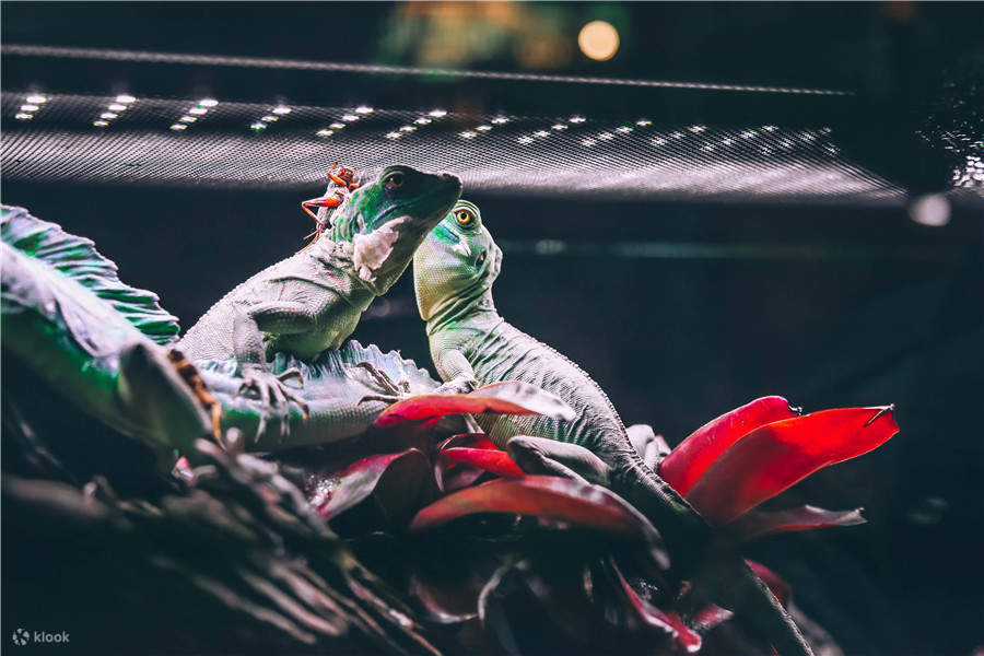 Dunia Lautan Sunac Kunming - Klook Amerika Syarikat