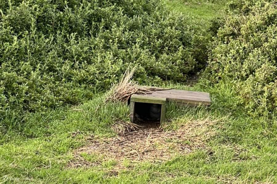 Penguin Parade Phillip Island Tour from Melbourne - Klook Australia