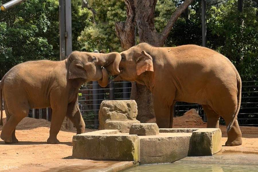 Melbourne Zoo Ticket - Klook Australia