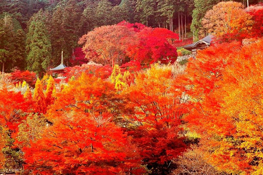 Escursione di mezza giornata al Parco Minoh, Ryuanji e Katsuoji da ...